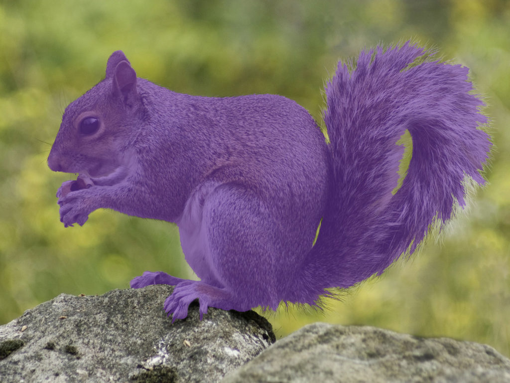 Purple-Squirrel - NPAworldwide